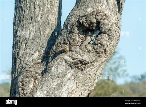 Photograph Of Cape Grey Mongoose Herpestes Pulverulentus Peeking Out Of Their Nest In A Tree