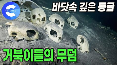 생존율 극악 새끼 거북이가 살아날 확률은 해저 깊은 곳에서 발견된 미스터리 거북이 무덤 태평양 다큐프라임 Youtube
