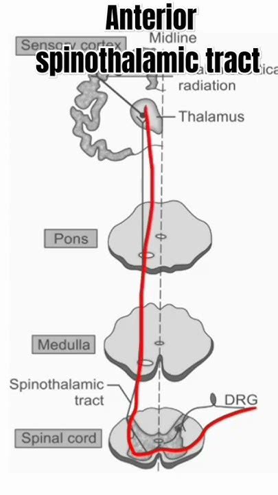 Anterior Spinothalamic Tract Youtube