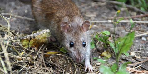 Vermin And Rodent Control Kent Cockroach Mice And Rat Exterminators In Kent