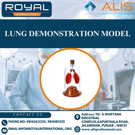 Lung Demonstration Model At Best Price In Jalandhar Punjab Royal International