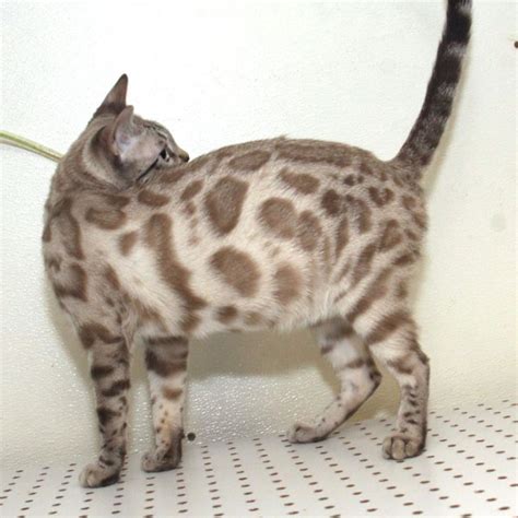 Eclispestandingleft Rising Sun Farm