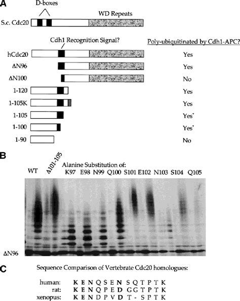 Figure 1 From The Ken Box An Apc Recognition Signal Distinct From The