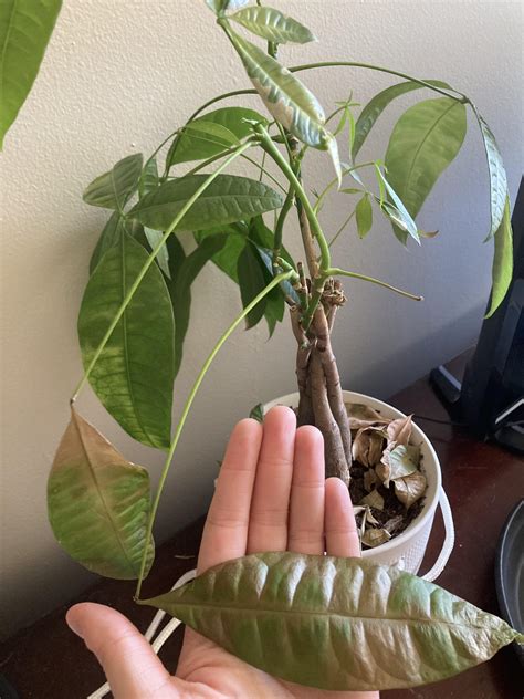 Sickly Money Tree Watered Once A Week Or So Well Draining Pot 8 Hrs