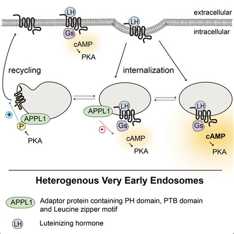 Integration Of Gpcr Signaling And Sorting From Very Early Endosomes Via Opposing Appl1