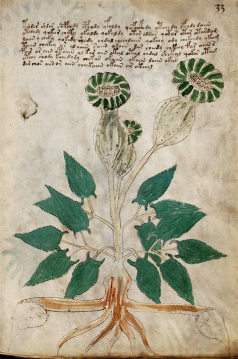 Voynich Large Plants Folio 33r Voynich Portal