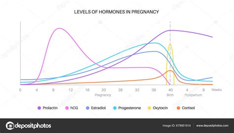 Graphs Vs Estrogen Levels During Pregnancy Frontiers Impact Of Serum