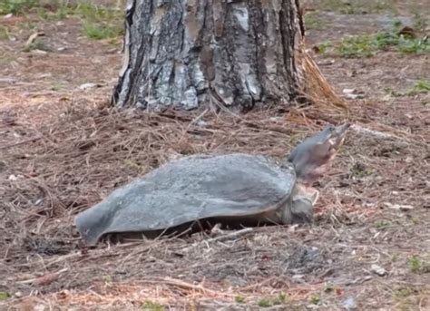 Florida Softshell Turtle Facts And Pictures