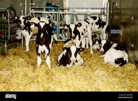 Race De Vache Laitière Banque De Photographies Et Dimages à Haute
