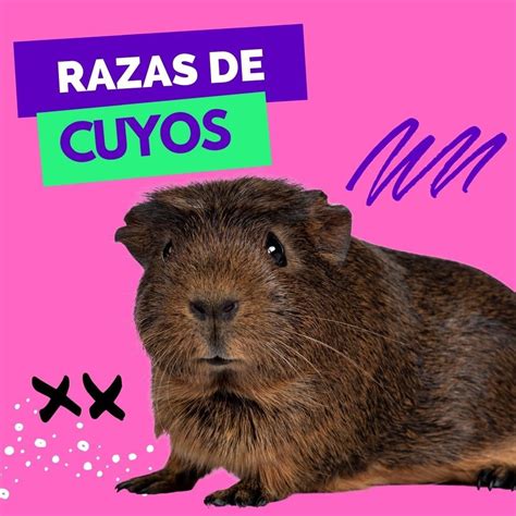 Razas De Cuyos 🐹⁣⁣ ⁣⁣ Así Instituto De Vida Silvestre