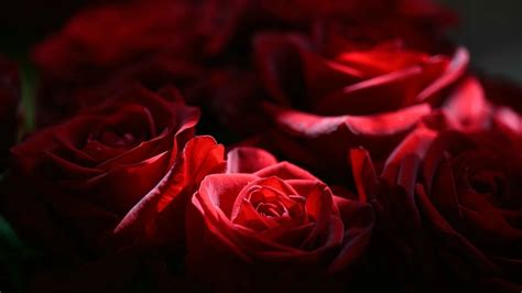 Erotik Messe In Neu Ulm Sex Toys Und Show Was Auf Der Lustrausch