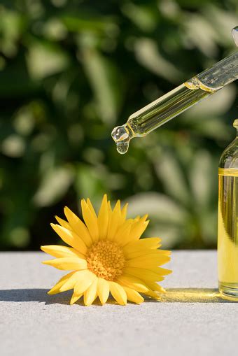 자연 배경으로 녹색 잎에 대한 금송화 기름의 방울과 피펫 집에서 천연 화장품 만들기 스킨케어용 허브 코스메틱 오일 또는 아로마