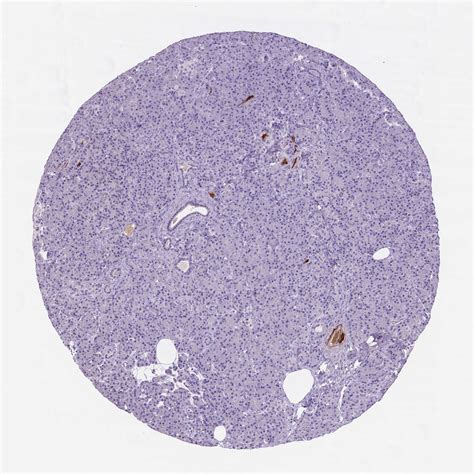 Tissue Expression Of Apoe Staining In Pancreas The Human Protein Atlas