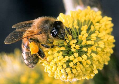 Il Polline | Miele, Sciami di Api della Versilia: Pietrasanta e Camaiore