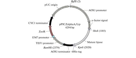A Genetic Map Of The Ppiczalphaalip Recombinant Plasmid Puc Ori