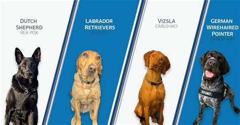 An Explosive Detection K9 Isnt Just About Breed Our K9s Possess A