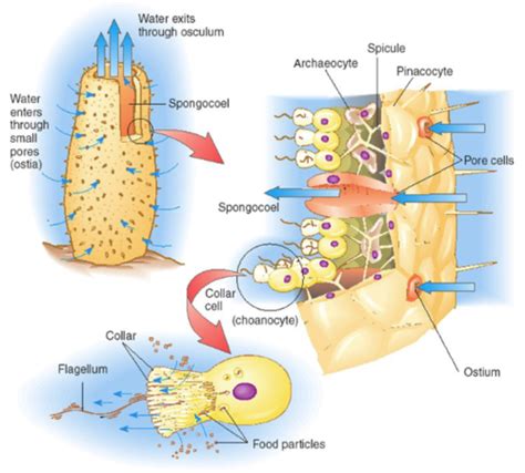 Marine Biology 103 Exam 2 Flashcards Quizlet