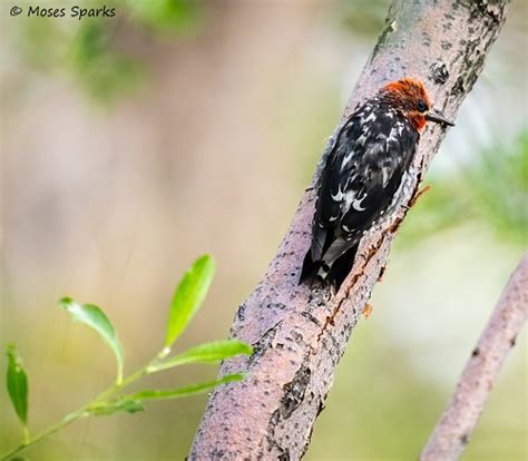 Buffys Corner 8623 Looking At The Week Ahead Books Bones And Buffy