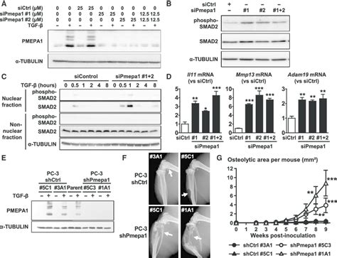 Pmepa1 Knockdown Increases Tgf B Signaling In Pc 3 Cells In Vitro And