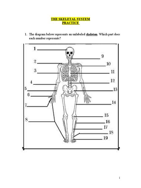 Skeletal System Diagram Unlabeled