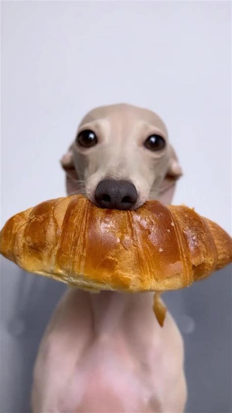Croissant Cuasson Ou Cãoassant 🤭🐾