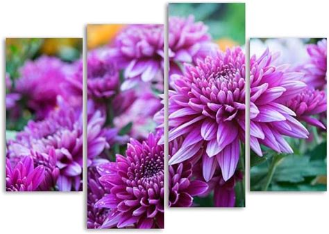 Flor De Crisantemo Morado