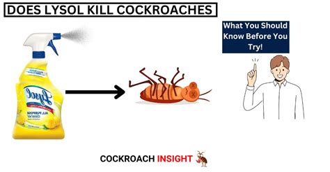 Treatment Cockroach Insight