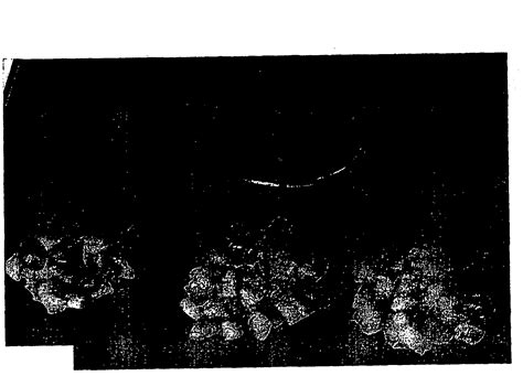 Ethylene Propylene Copolymers Suitable For The Modification Of