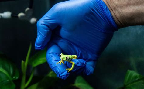First The Frogs Died Then People Got Sick Pulitzer Center