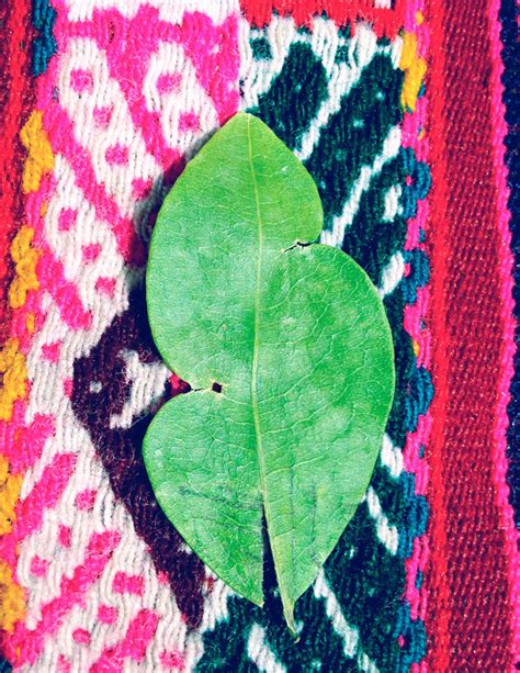 Mama Coca Myths And Songs