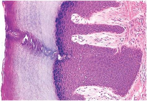 Epithelial Cells Flashcards Quizlet
