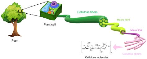 Cellulose Nanomaterials Encyclopedia Mdpi