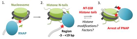 Role Of Histone Tails And Single Strand Dna Breaks In Nucleosomal