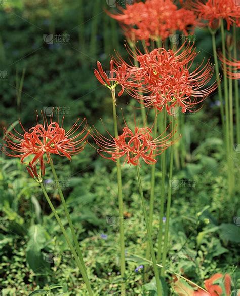 孤挺花素材 花瓣网