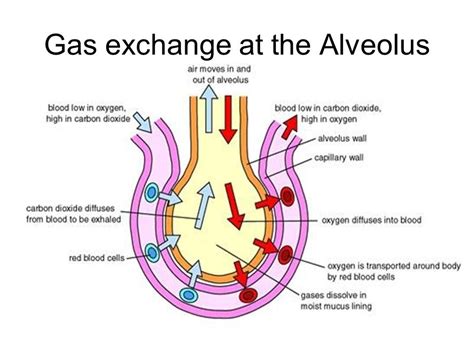 Diagram Of Respiratory System Quizlet