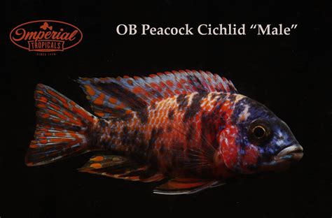 Ob Peacock Aulonocara Sp Shop Imperial Tropicals