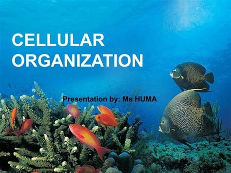 Organization Of Life Ppt