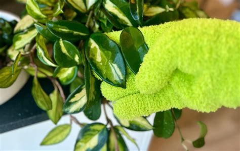 Leaf Care 101 The Ultimate Guide To Leaf Shine And Cleaning