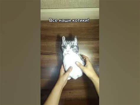 Эльгато, Чмоня и Комару Мягкие игрушки! #комару #эльгато #чмоня # ...