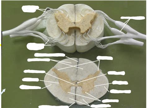 Spinal Cord Diagram Quizlet