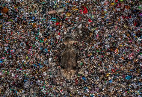 The 2025 Environmental Photography Awards Winners Show The Power Of