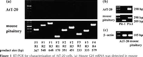 Figure 1 From Exogenous Expression Of Pit 1 In Att 20 Corticotropic