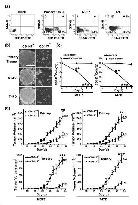 Cd147 Spheres From Breast Cancer Primary Tissue Samples And Cell
