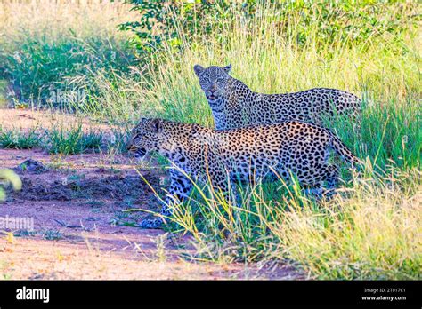 A Leopard Leading Her Wary Sub Adult Offspring Through The Bush In The