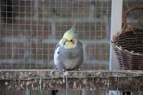 Creepy Coco Face By Theladyinred002 On Deviantart