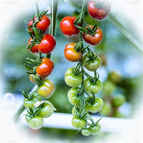 多彩的色泽种植番茄