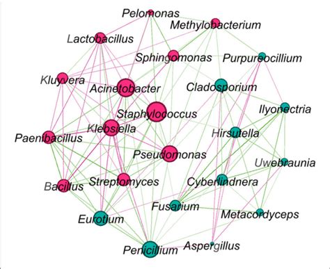 Network Graph Showing Relationships Between Core Microbes Bacteria