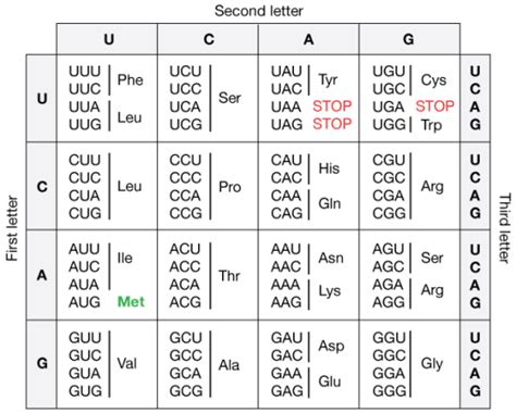 Protein Synthesis Part 2 Grade 9 Understanding For Igcse Biology 3
