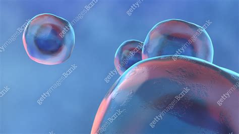 Human Stem Cell 이미지 1285982791 게티이미지뱅크