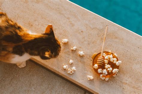 Decoding Feline Health A Comprehensive Guide To Recognizing And Managing Food Intolerance In Cats